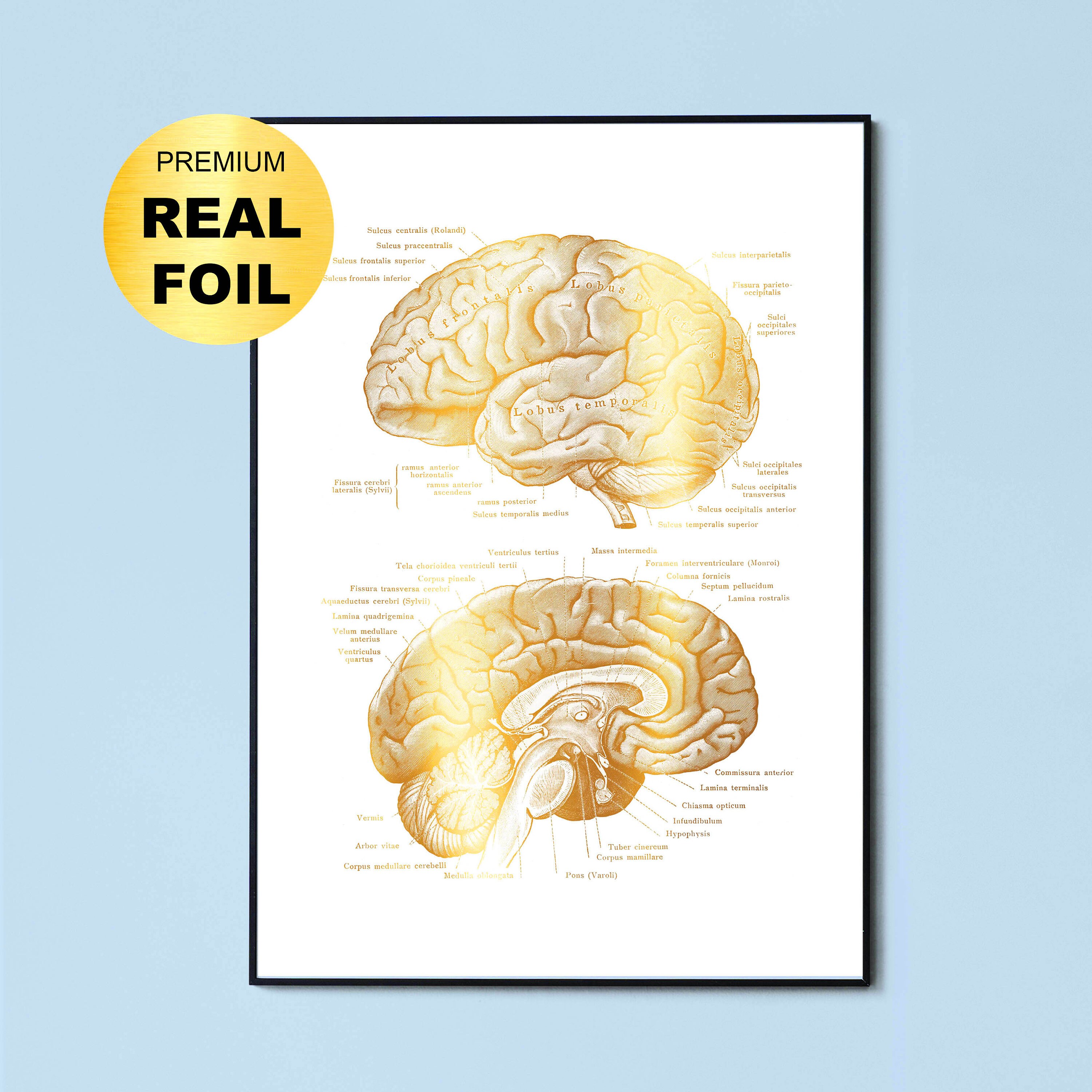 Gold Brain Anatomy Poster Medical Art Neurology Art Neuroscience Art ...