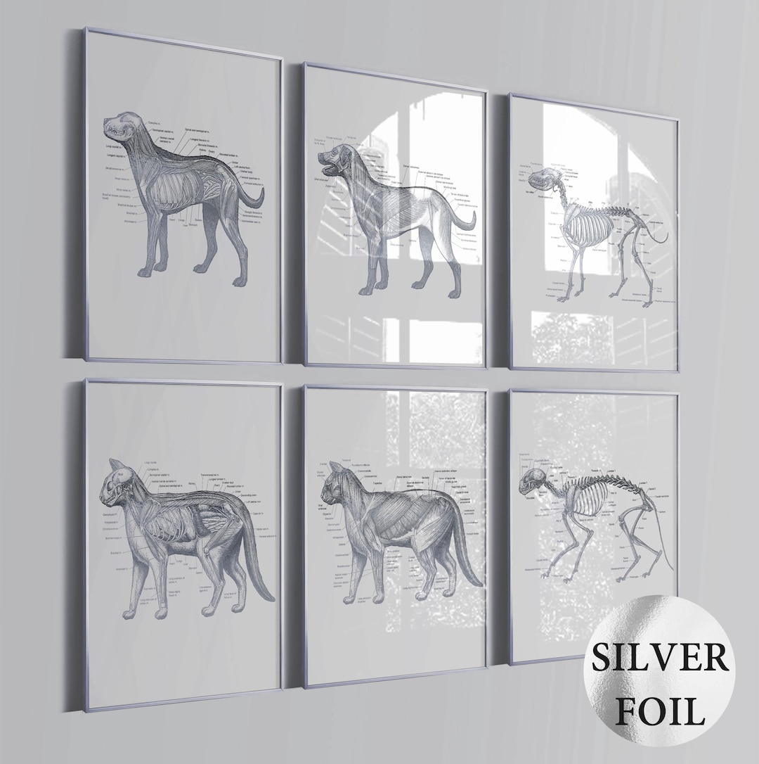 6 Pet Anatomy Posters Veterinary Art Dog Anatomy Cat Anatomy Chart Vet ...