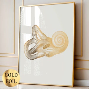 3 Inner Ear Anatomy Art Audiology Poster Medical Art Cochlea Print ...