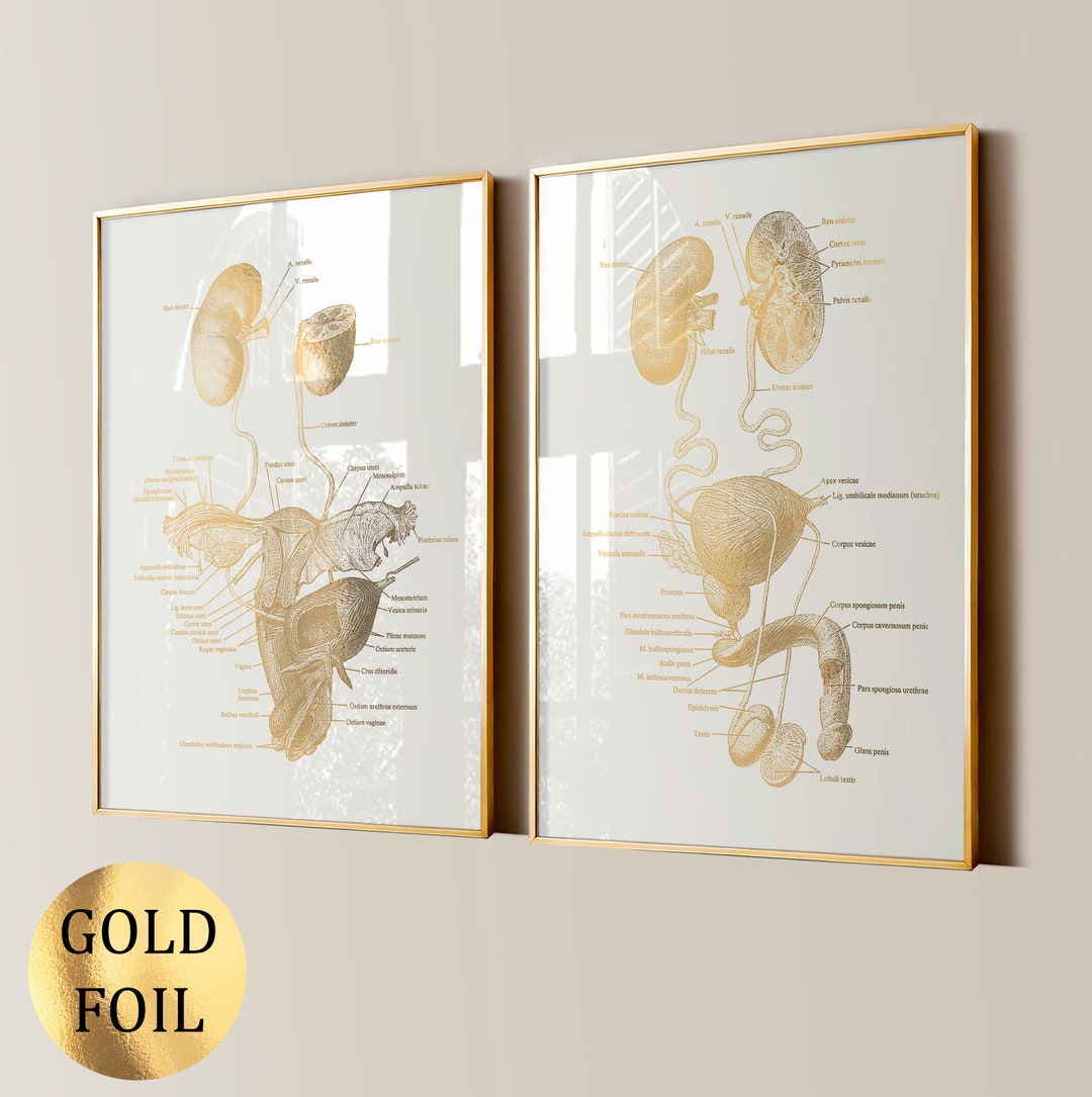 2 Urinary System Anatomy Art Medical Art Renal System Diagram Urinary ...