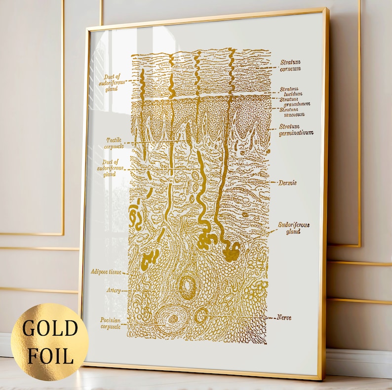 4 Dermatologist Gift Human Skin Anatomy Art Integumentary System Gold ...