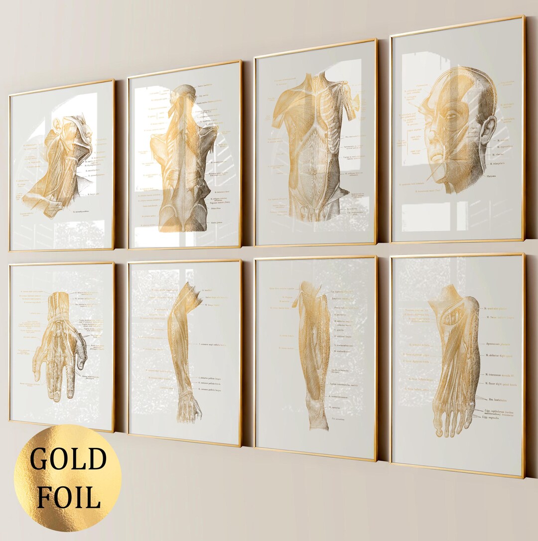 8 Muscle Anatomy Art Muscular System Poster Medical Art Massage Clinic ...