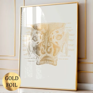 6 Olfactory System Anatomy Posters Organs of Smell Diagram Nose and ...