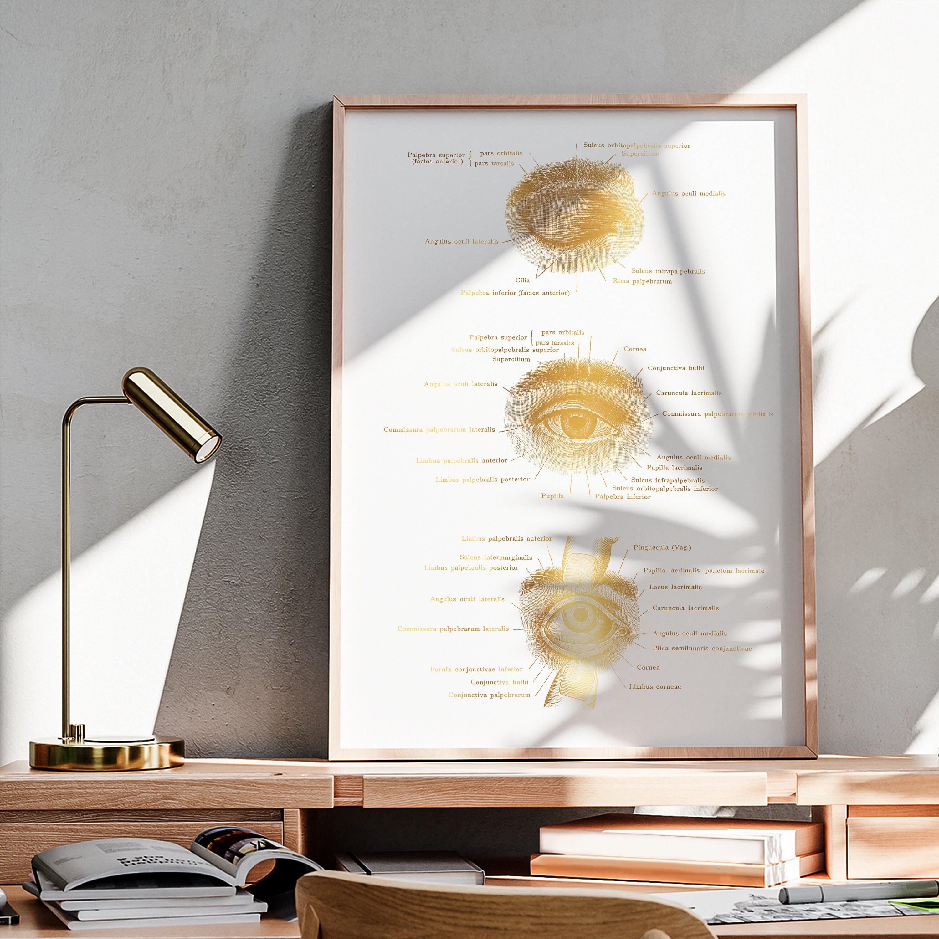 3 Gold Eye Anatomy Posters, Medical Art, Ophthalmology Art, Eyesight ...