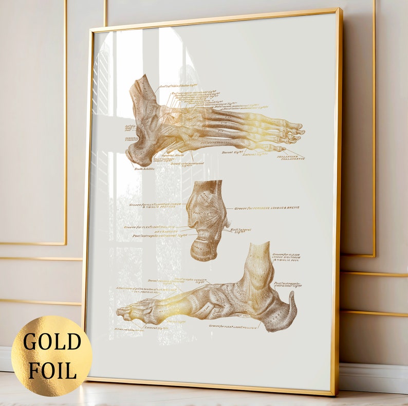 3 Foot Anatomy Art Orthopedic Poster Medical Art Orthopedist Gift ...