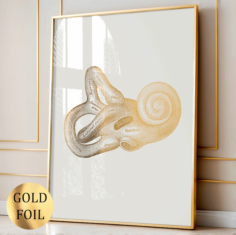 6 Gold Ear Anatomy Art Auditory System Posters Medical Art Inner Ear ...