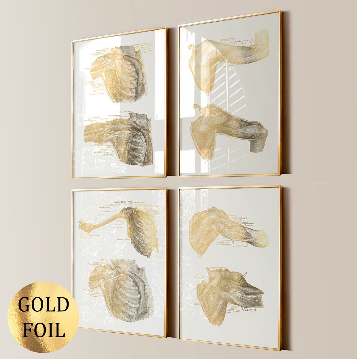 4 Gold Chest and Shoulder Anatomy Posters, Gold Foil Print, Medical Art ...