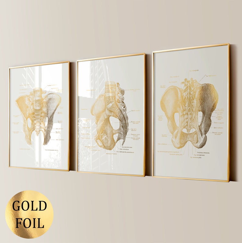 3 Gold Pelvis Posters, Anatomy Art, Orthopedic Art, Midwife Gift, Obgyn ...