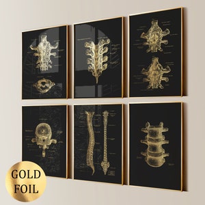 Set 6 Spine Anatomy Posters Vertebral Column Print Vertebrae Art ...