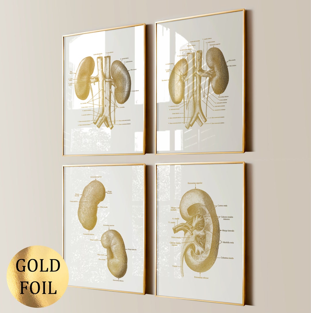 Set 4 Kidneys Anatomy Art, Internal Organs Posters, Medical Art ...