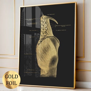 Set 6 Pelvic Floor Anatomy Art Pelvis Poster Hip Flexors Poster ...