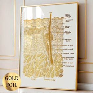 Skin Anatomy Art Labeled Skin Layers Poster Medical Art Dermatology Art ...