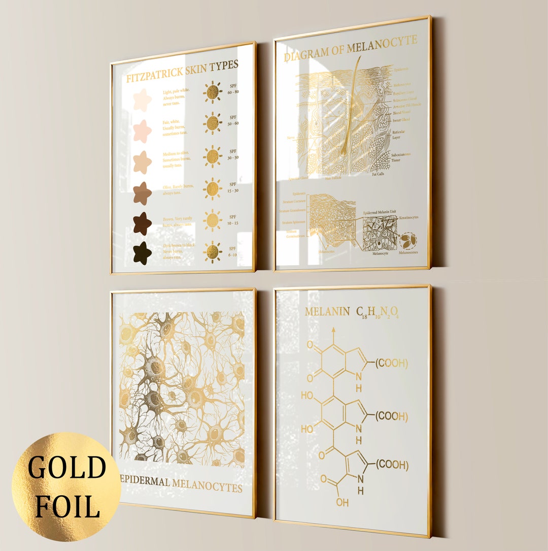 4 Fitzpatrick Skin Types Posters Fitzpatrick Scale Epidermal ...