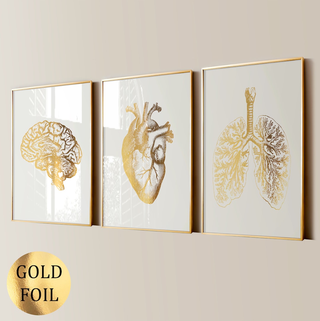 3 Gold Anatomy Posters, Doctor Gift, Medical Art, Gold Foil Print ...