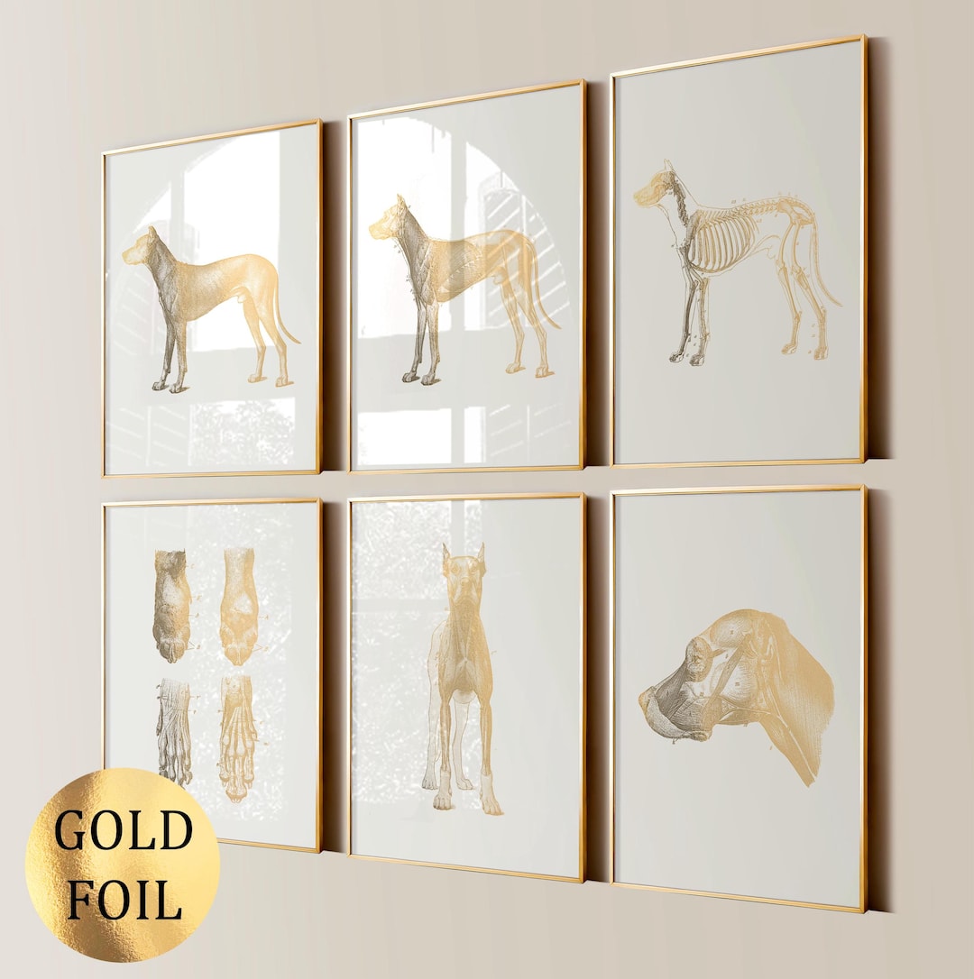 6 Gold Dog Anatomy Art Animal Medicine Veterinary Art Canine Physiology ...