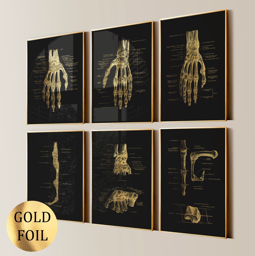 6 Gold Hand Bones Anatomy Art Radiocarpal Joint Poster Wrist Joint ...
