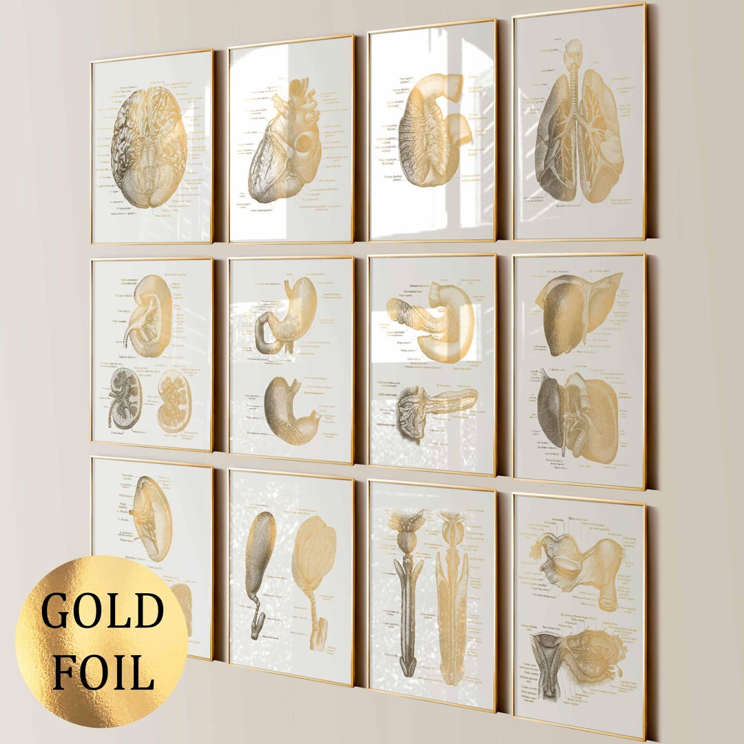 Set 12 Gold Anatomy Posters Internal Organs Print Medical Art ...