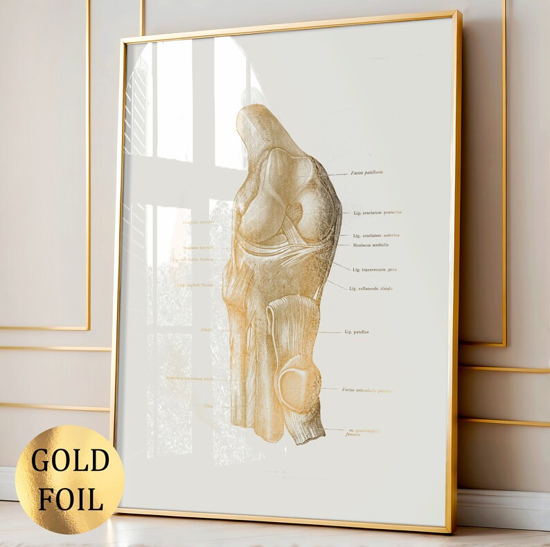 4 Gold Knee Anatomy Posters, Knee Joint, Gold Foil Print, Medical Art ...