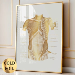 Musculoskeletal Anatomy Art Human Muscular System Poster Body Diagram ...