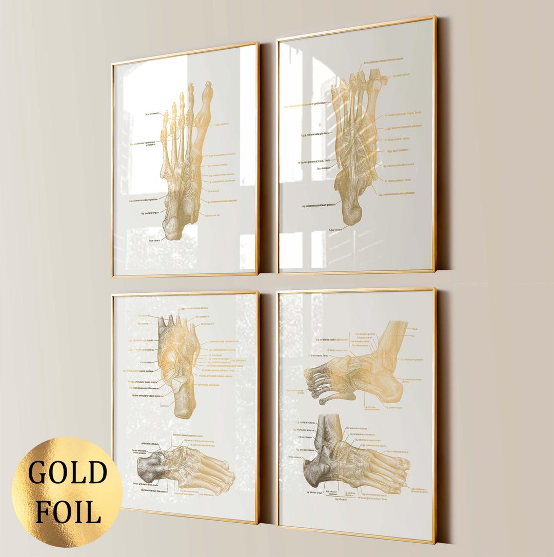 4 Gold Foot Anatomy Art Posters Foot Bones Art Skeletal Art Orthopedic ...
