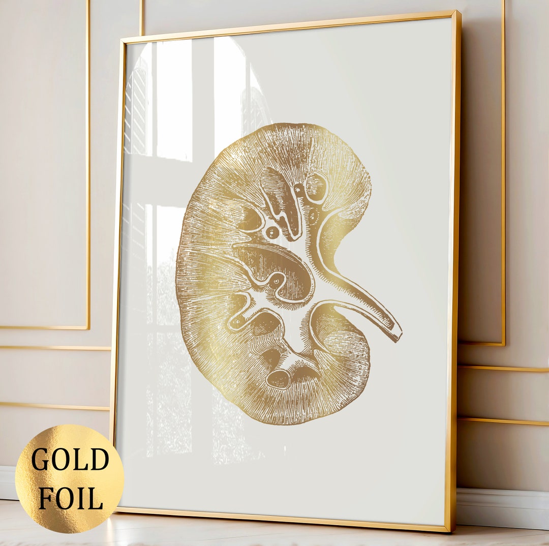 Kidney Anatomy Art Gold Foil Medical Art Nephrologist Office Gift ...