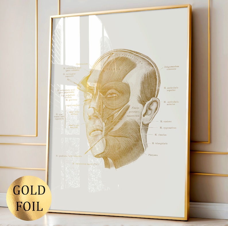 4 Face Anatomy Posters Facial Esthetics Art Facial Muscles Veins Head ...