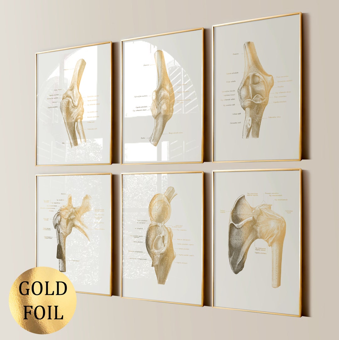 Set 6 Anatomy Art Elbow Joint Posters Medical Art Musculoskeletal ...