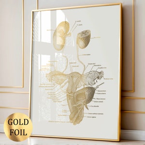 2 Urinary System Anatomy Art Medical Art Renal System Diagram Urinary ...