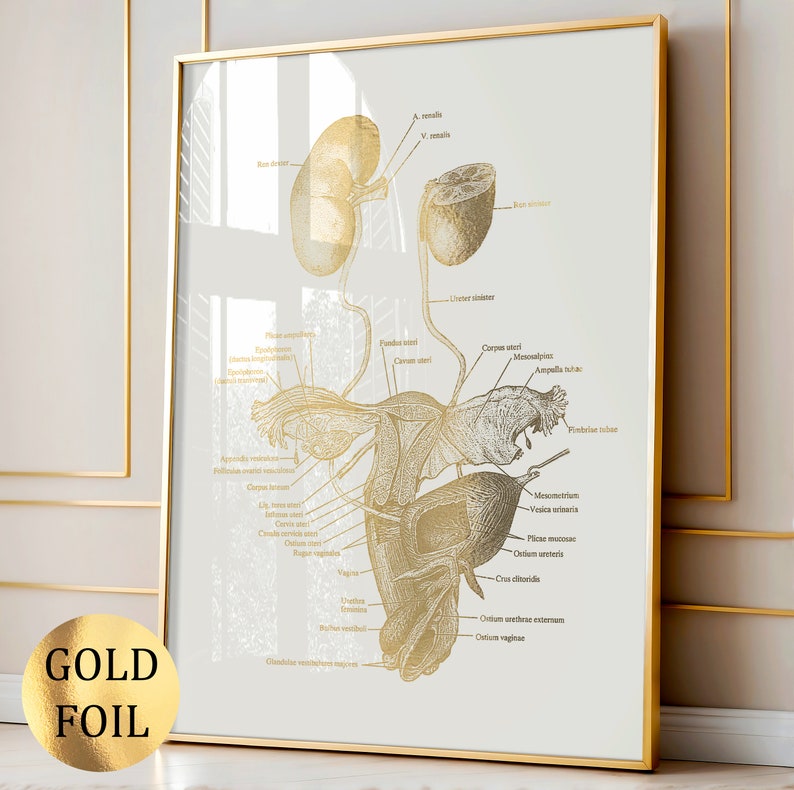 2 Urinary System Anatomy Art Medical Art Renal System Diagram Urinary ...