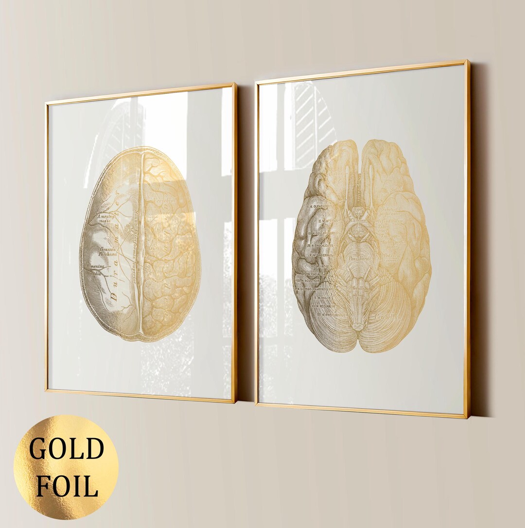 2 Gold Brain Anatomy Art Neurology Poster Medical Art Neuroscience Art ...