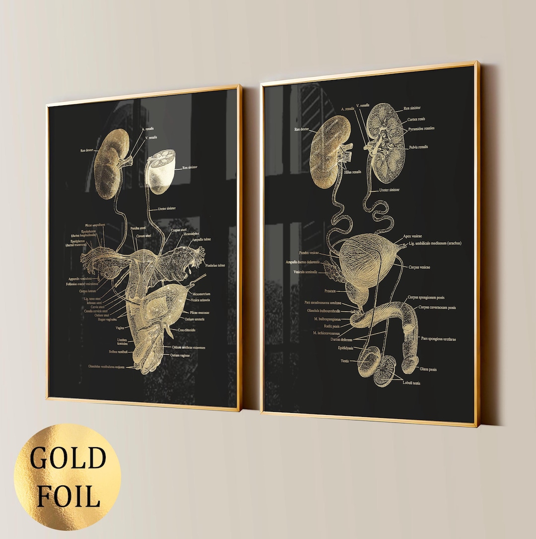 2 Gold Urinary System Anatomy Art Renal System Diagram Urinary Tract ...