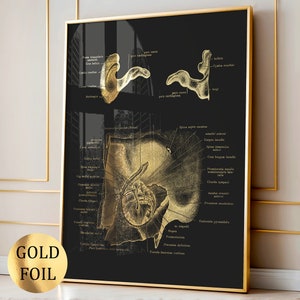 6 Human Ear Anatomy Art Audiology Poster Gold Medical Art Inner Ear ...