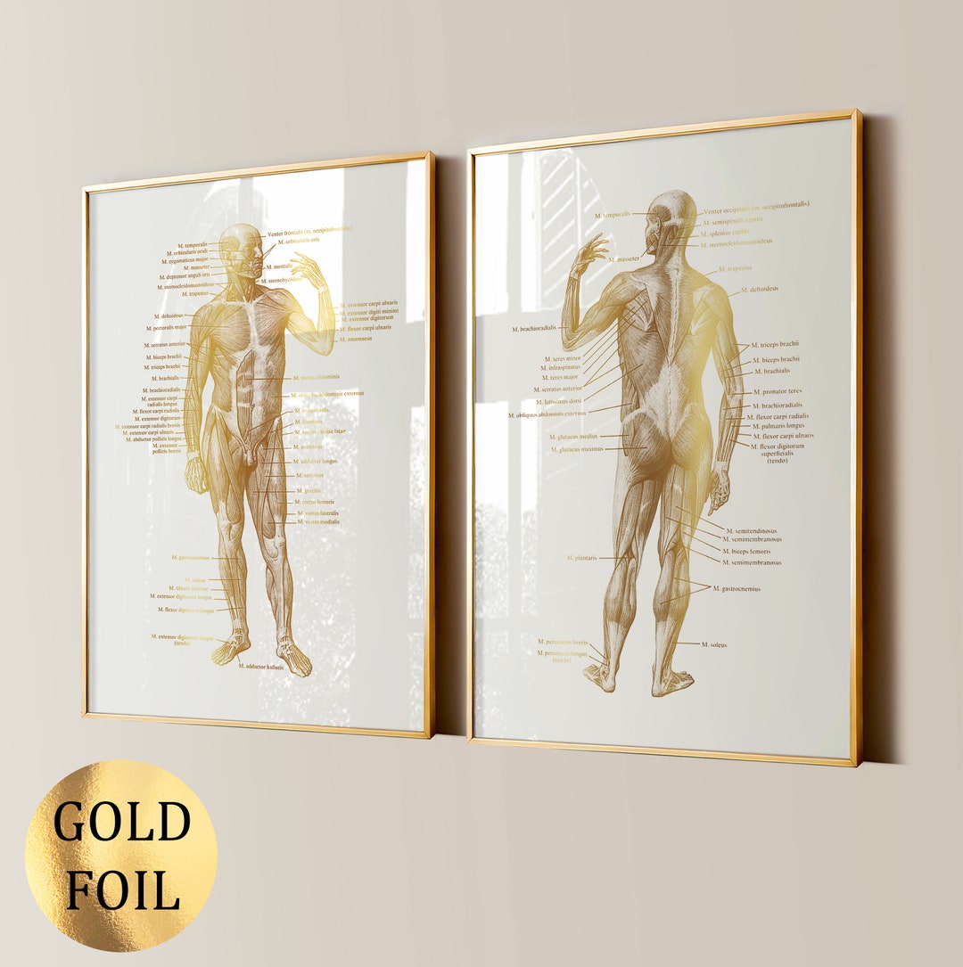 Gold Anatomy Art Labeled Muscular System Poster Body Structure Diagram ...