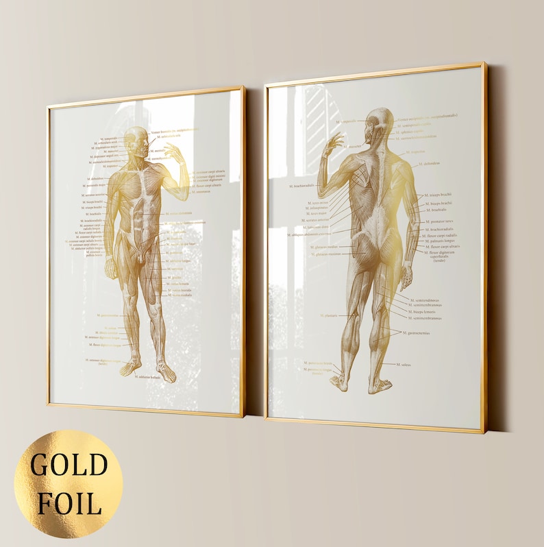 Gold Anatomy Art Labeled Muscular System Poster Body Structure Diagram ...