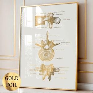 Set 6 Spine Posters Skeletal System Anatomy Vertebral Column Art ...