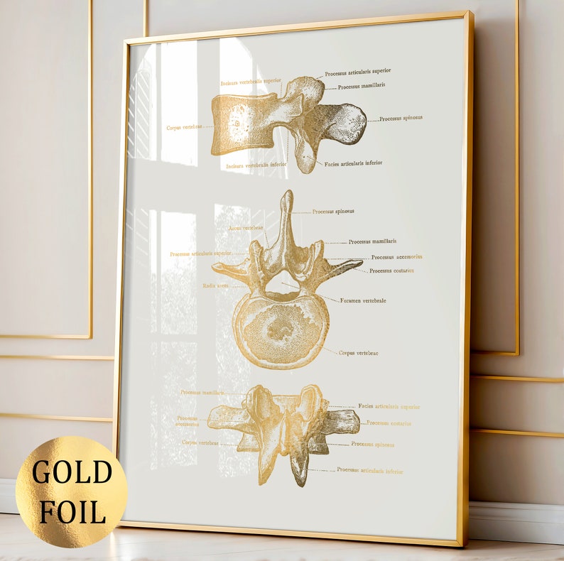 Set 6 Spine Posters Skeletal System Anatomy Vertebral Column Art ...