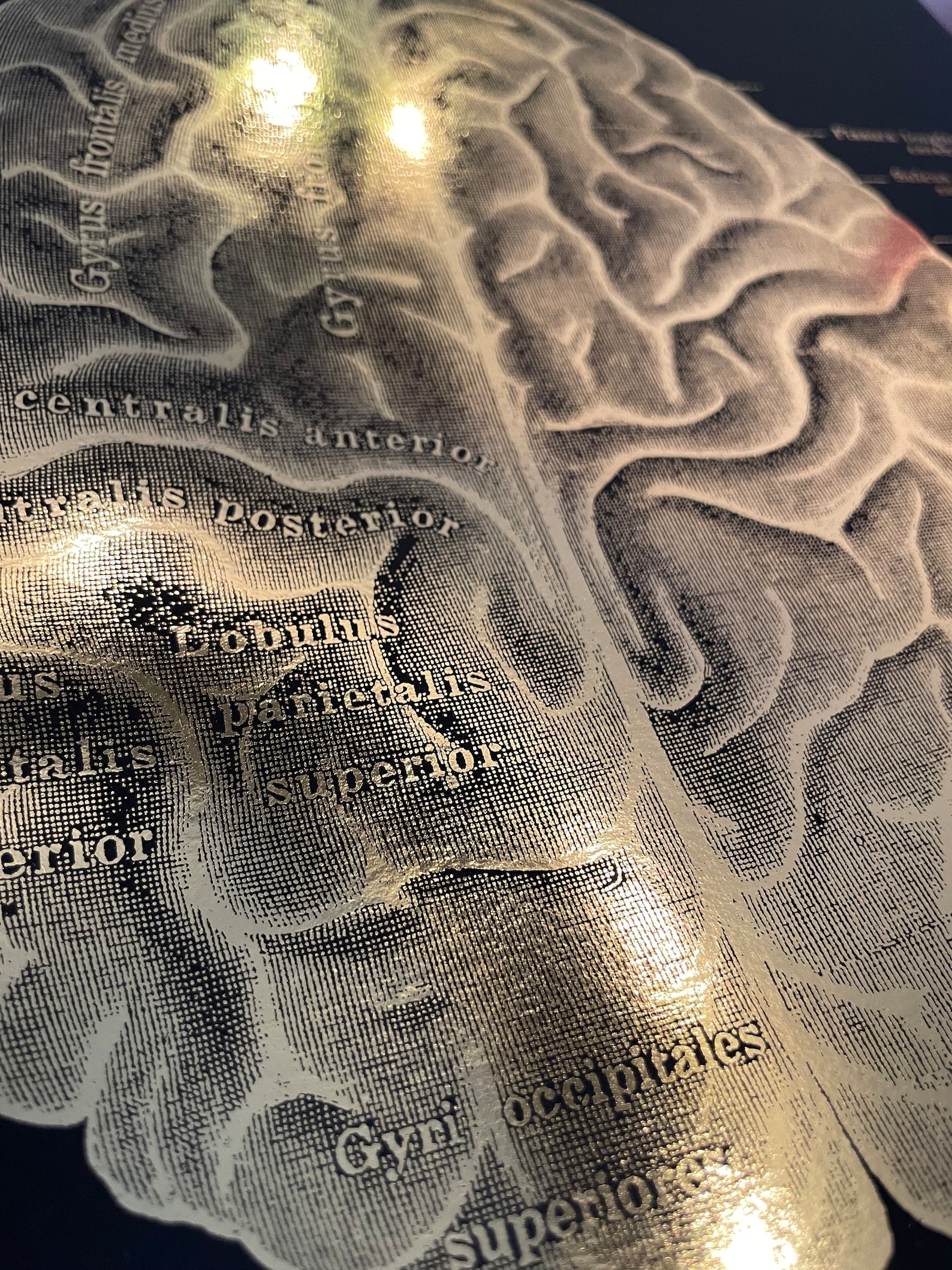 Set 6 Gold Brain Anatomy Art Neuroscience Art Neurology Art Medical Art ...