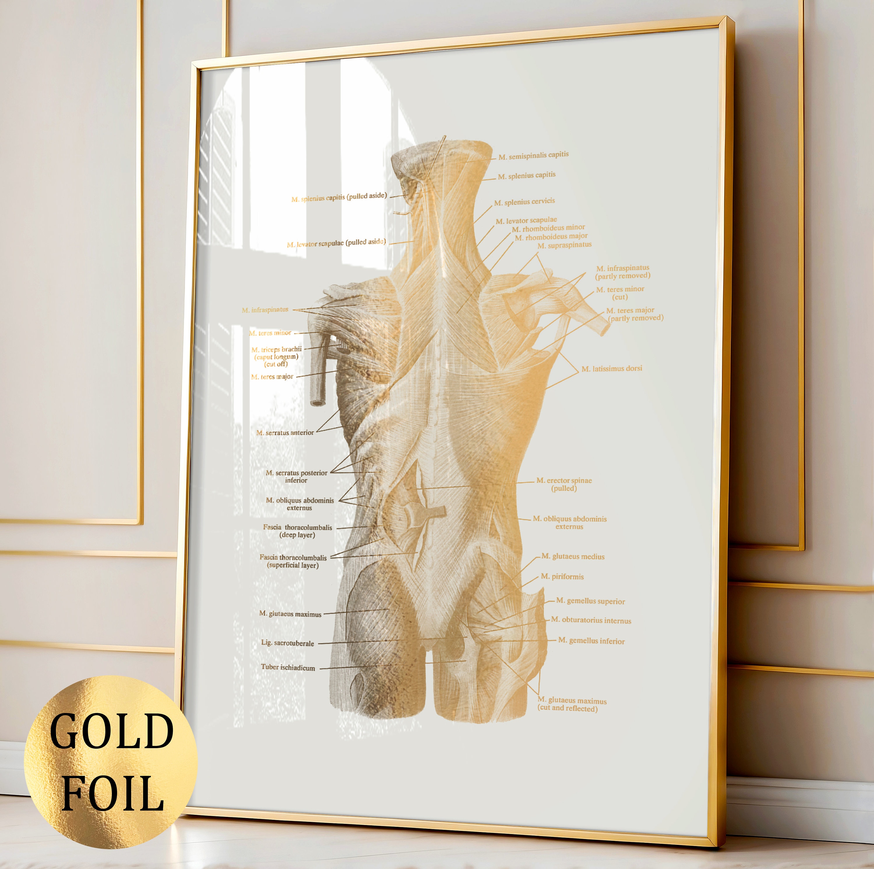 Set 6 Muscle Anatomy Art Muscular System Poster Medical Art ...