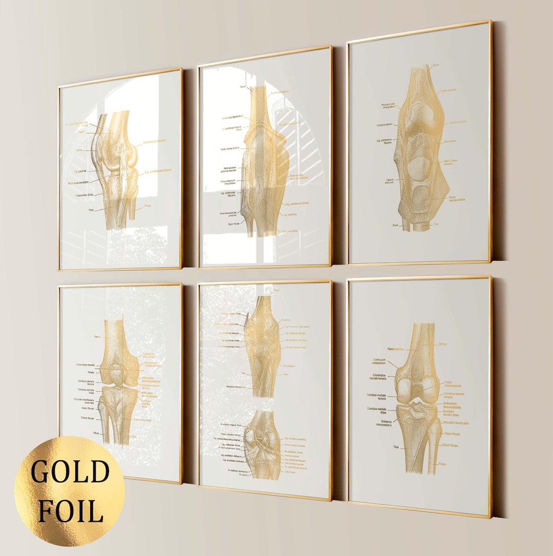 Set 6 Knee Anatomy Art Knee Joint Poster Medical Art Skeletal System ...