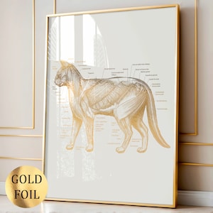 6 Pet Anatomy Art Animal Medicine Poster Veterinary Art Dog Anatomy Cat ...