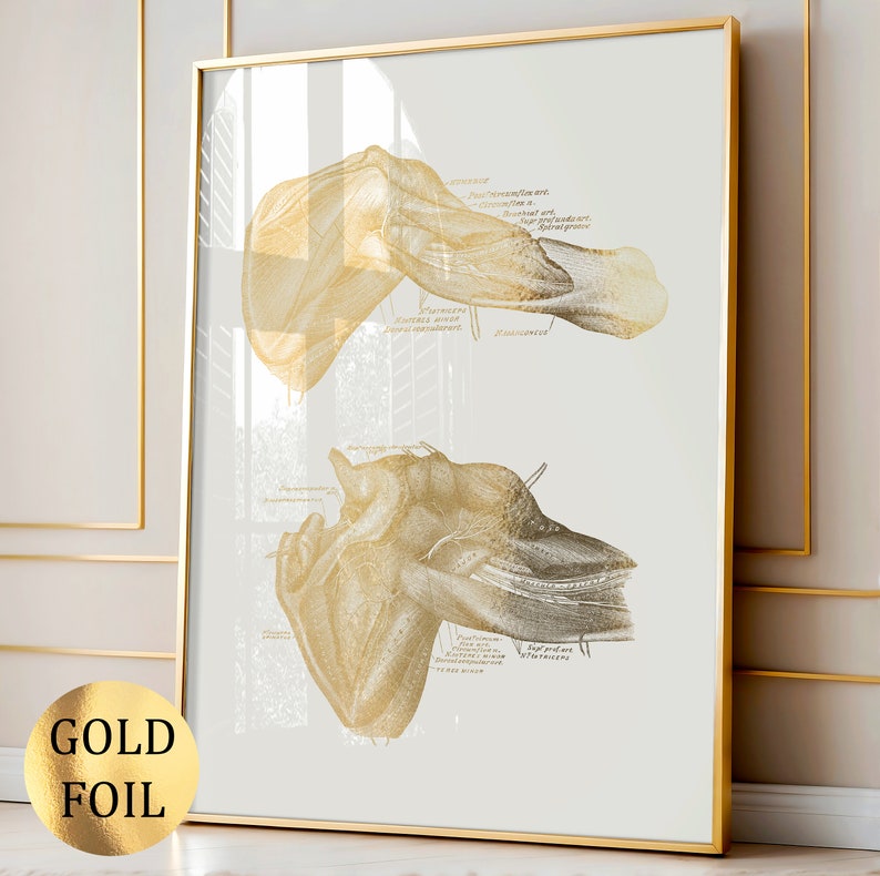 4 Gold Chest and Shoulder Anatomy Posters, Gold Foil Print, Medical Art ...