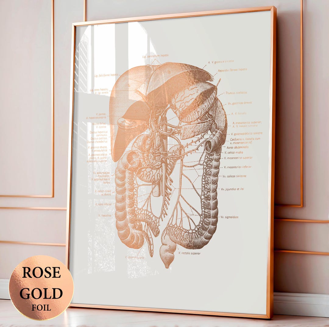 Digestive System Anatomy Poster Gastrointestinal Tract Abdominal Cavity ...