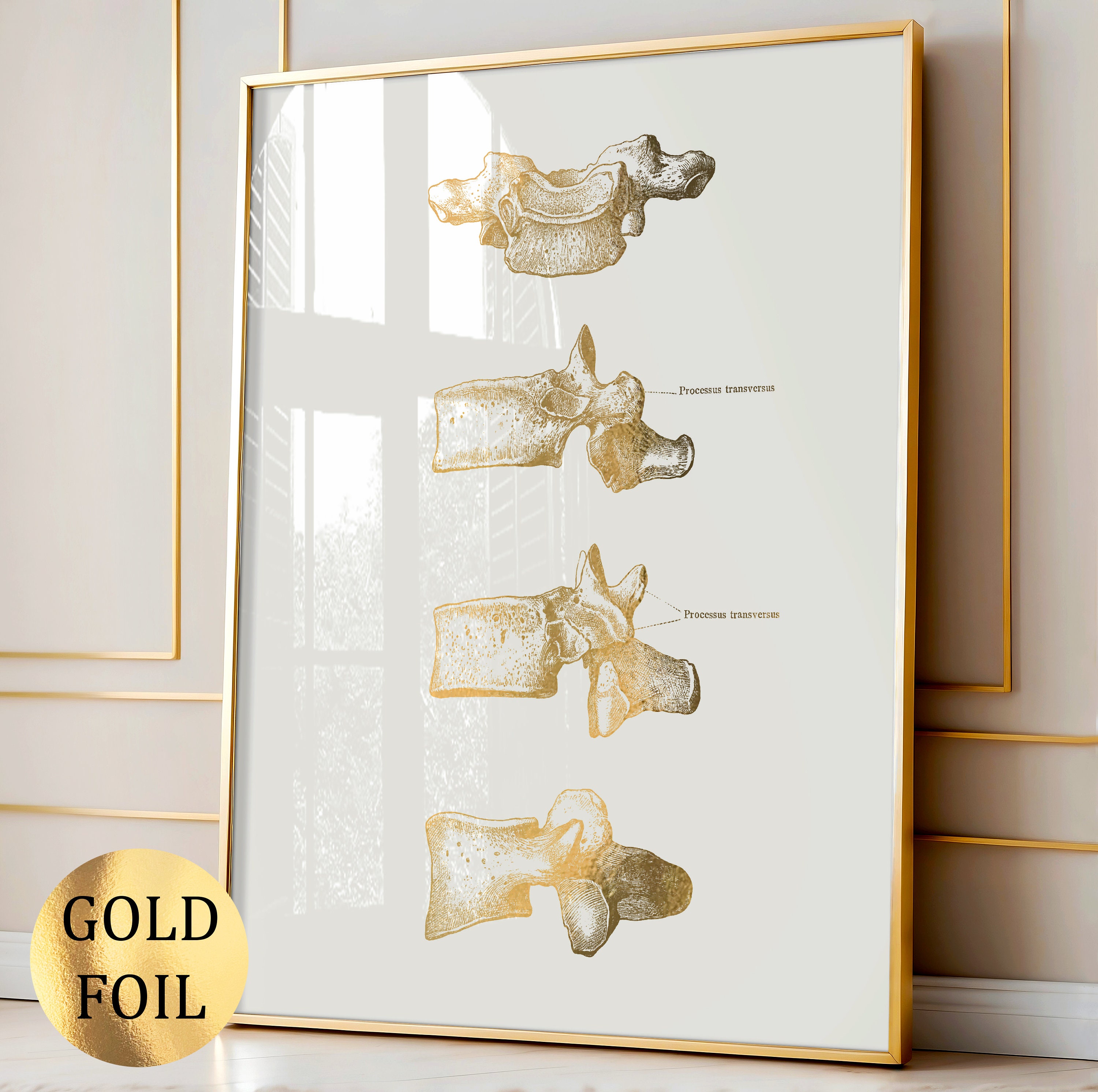 Set 6 Spine Posters Skeletal System Anatomy Vertebral Column Art ...