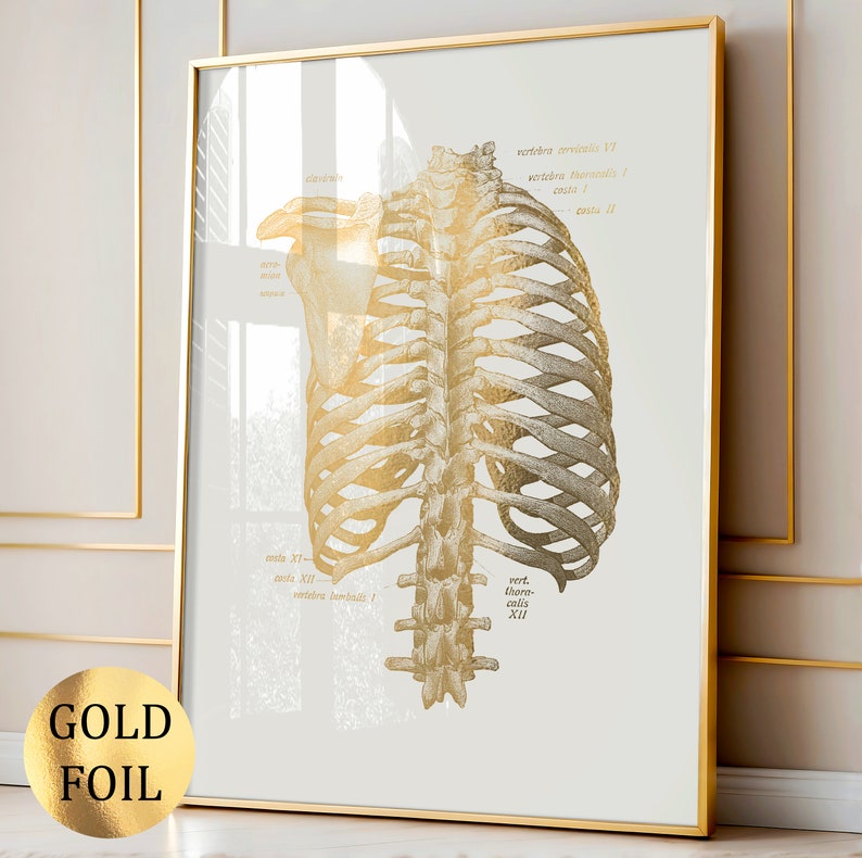 6 Skeleton Anatomy Posters Skeletal System Medical Art Skeleton Bones ...