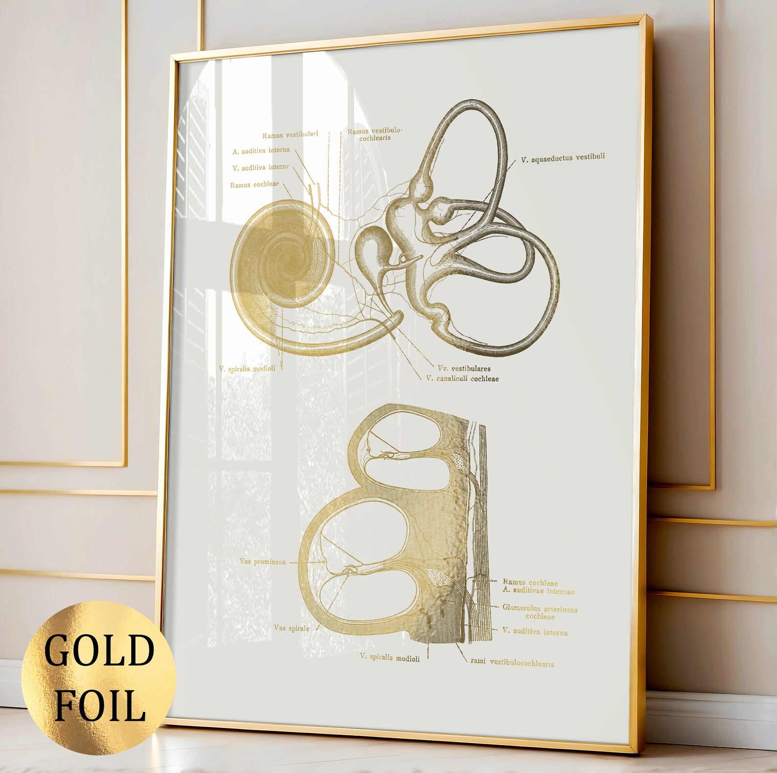 Set 6 Ear Anatomy Art Audiology Poster Medical Art Inner Ear Diagram ...