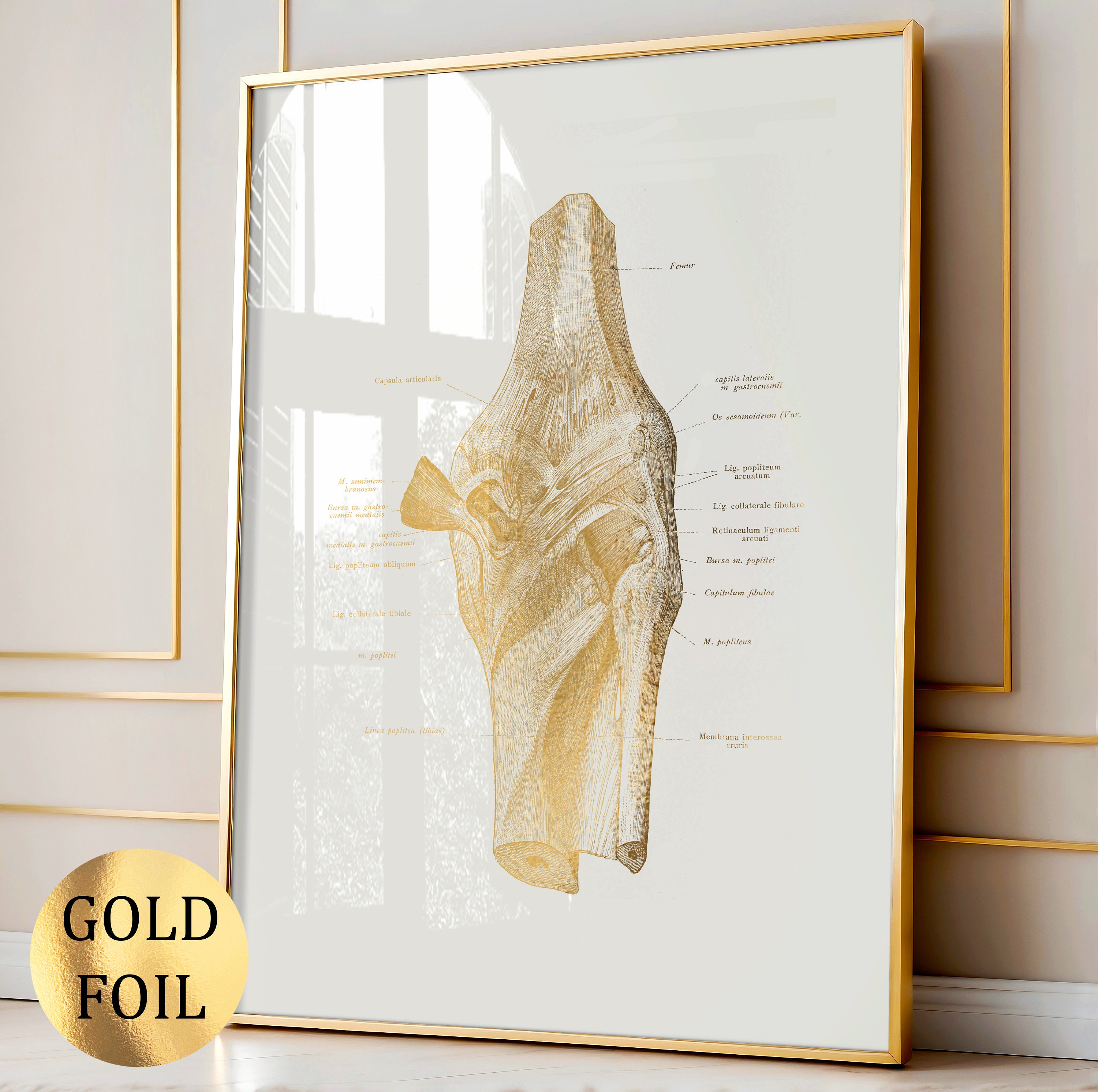 4 Gold Knee Anatomy Posters, Knee Joint, Gold Foil Print, Medical Art ...