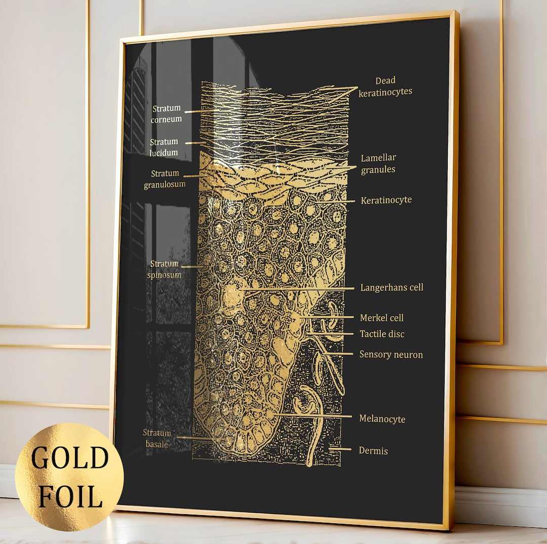 Skin Anatomy Art Skin Layers Diagram Medical Art Dermatologist Gift ...