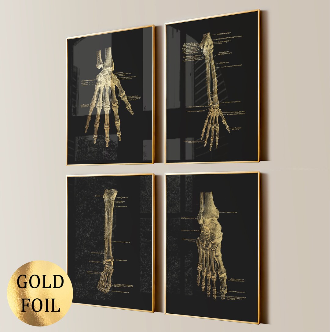 4 Skeletal System Anatomy Art Hand Bones Poster Foot Bones Print Limb ...