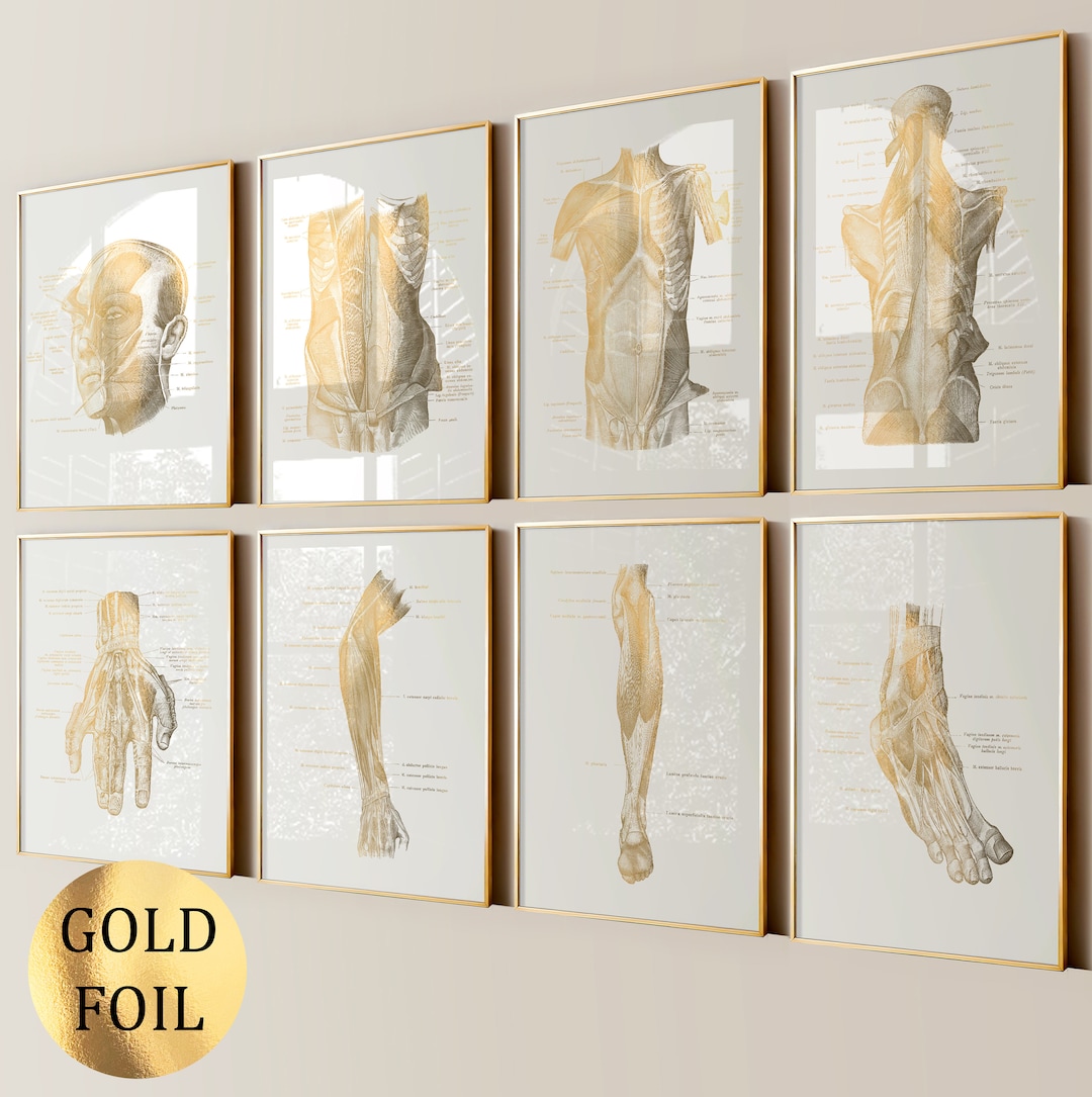 Set 8 Gold Muscular System Anatomy Art Medical Art Muscle Diagram ...