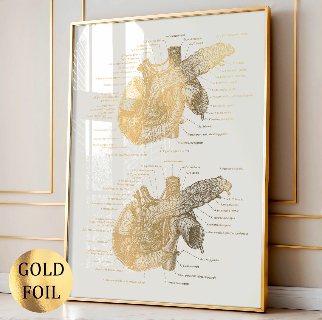 Pancreas Print Anatomy Art Digestive System Poster Endocrine System ...
